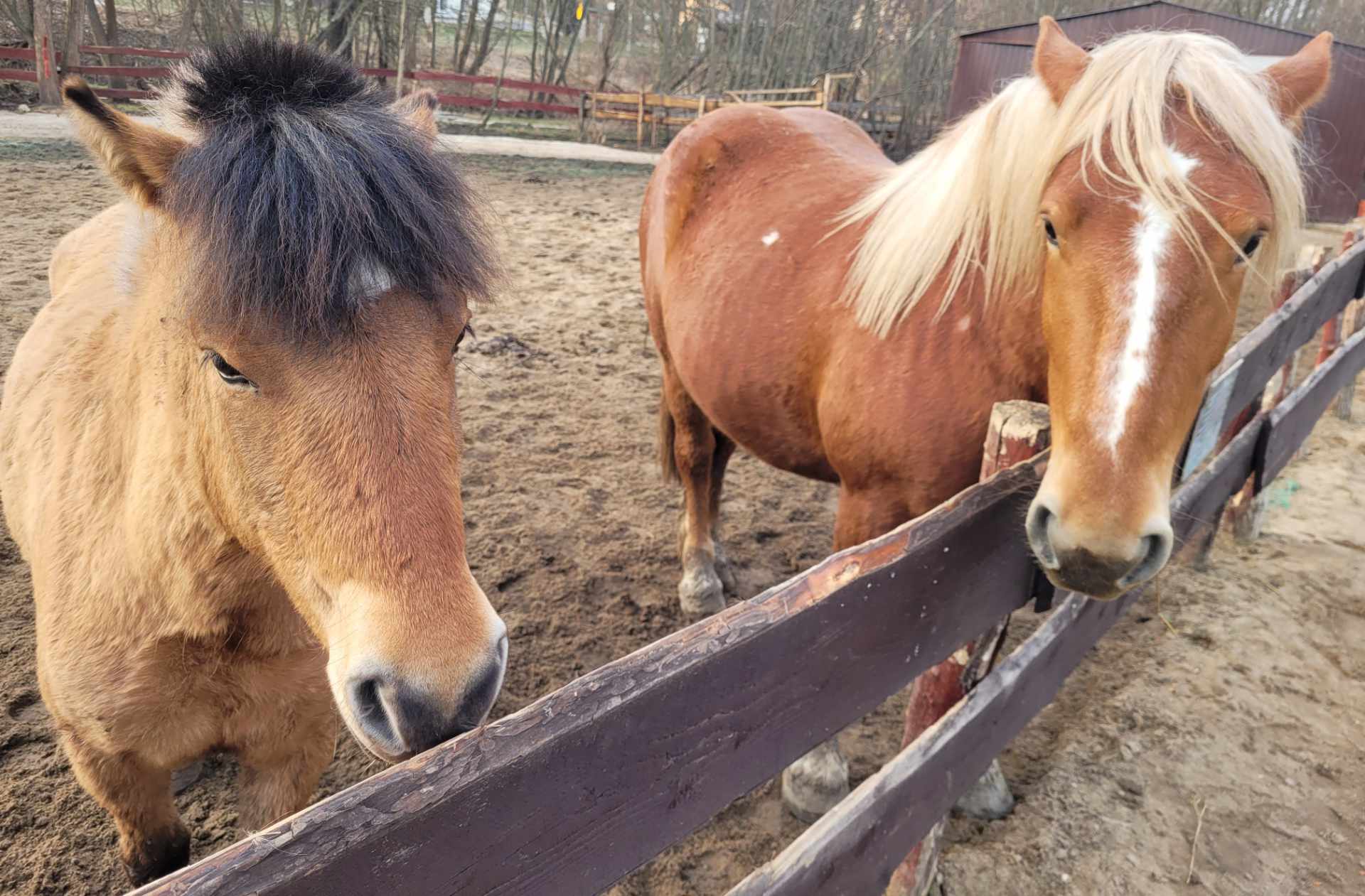 Sopot - Perła Polskiego Wybrzeża - Przyroda polska - Rośliny Zwierzęta ...